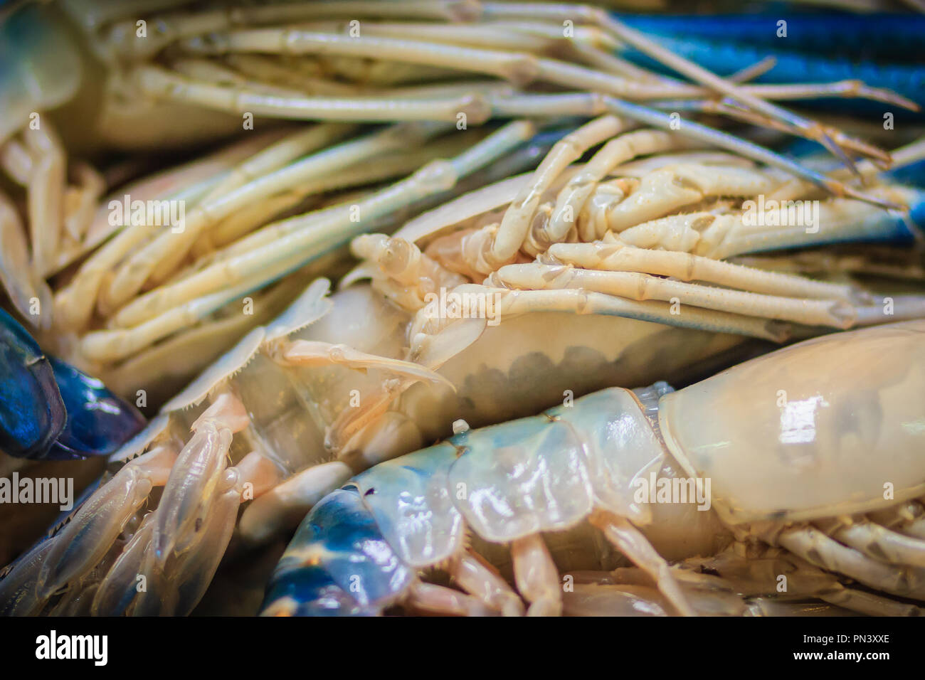 Extra large size of giant malaysian prawn (Macrobrachium rosenbergii ...