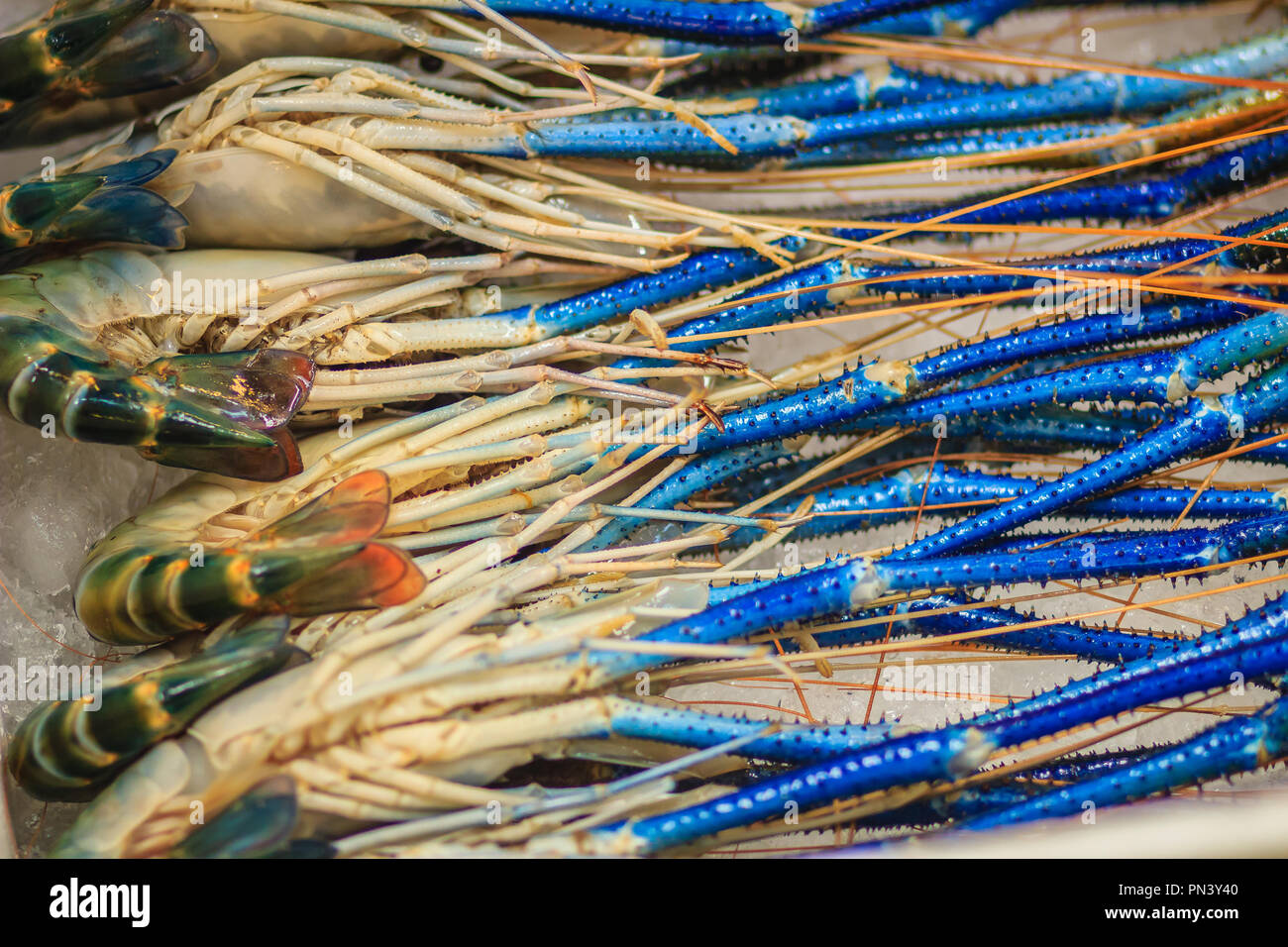 Extra large size of giant malaysian prawn (Macrobrachium rosenbergii ...