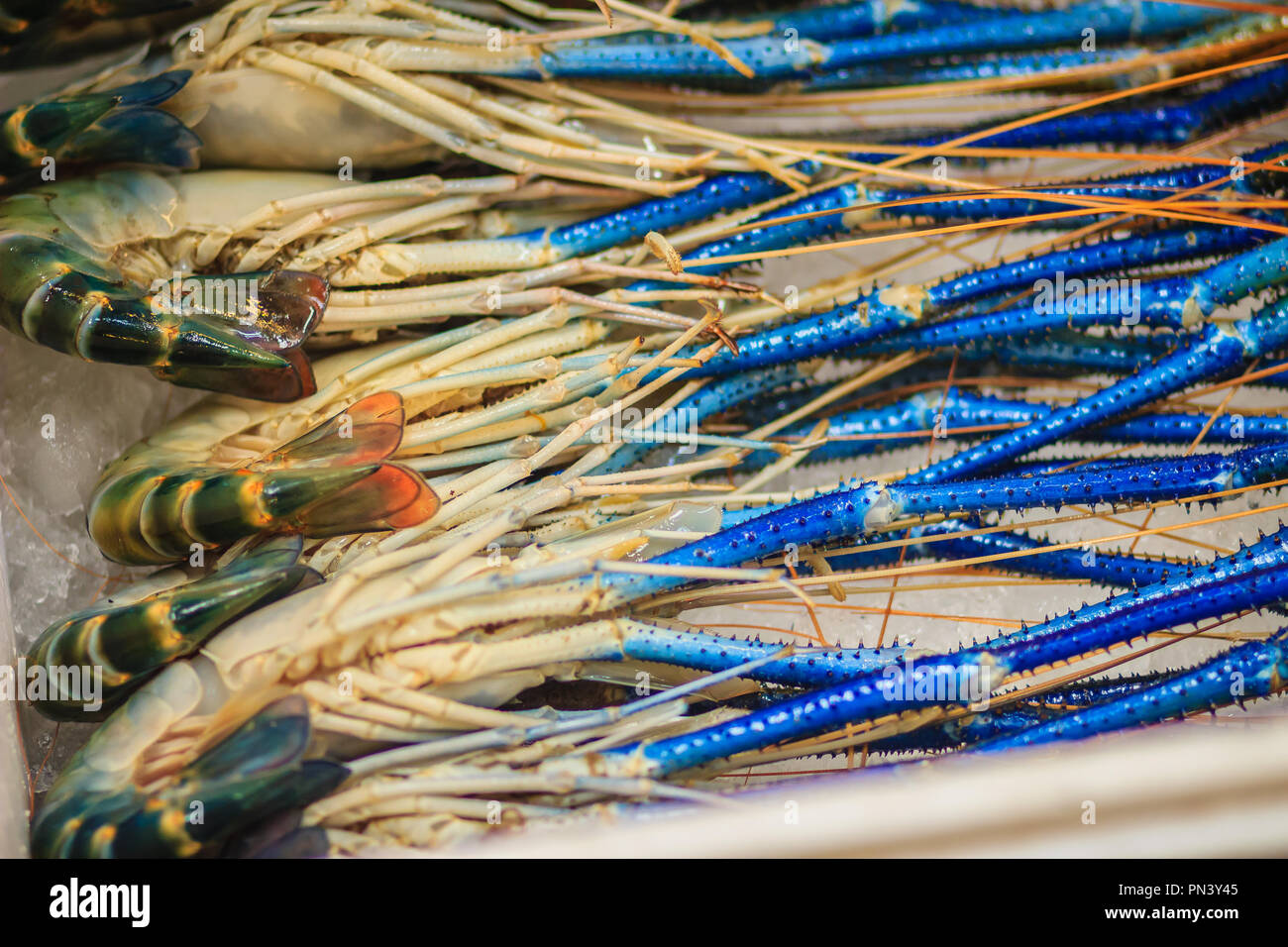 Extra large size of giant malaysian prawn (Macrobrachium rosenbergii ...