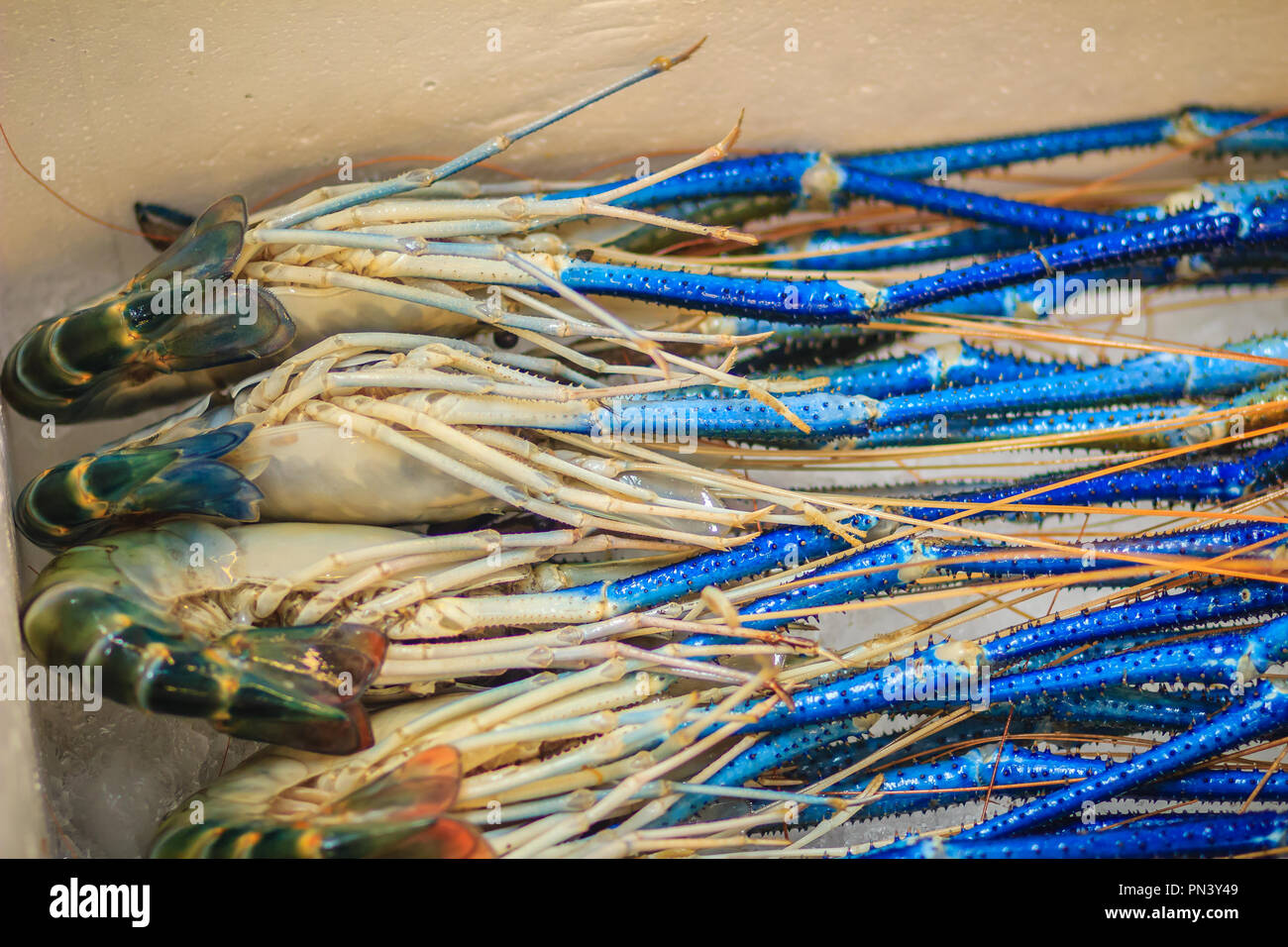 Extra large size of giant malaysian prawn (Macrobrachium rosenbergii ...