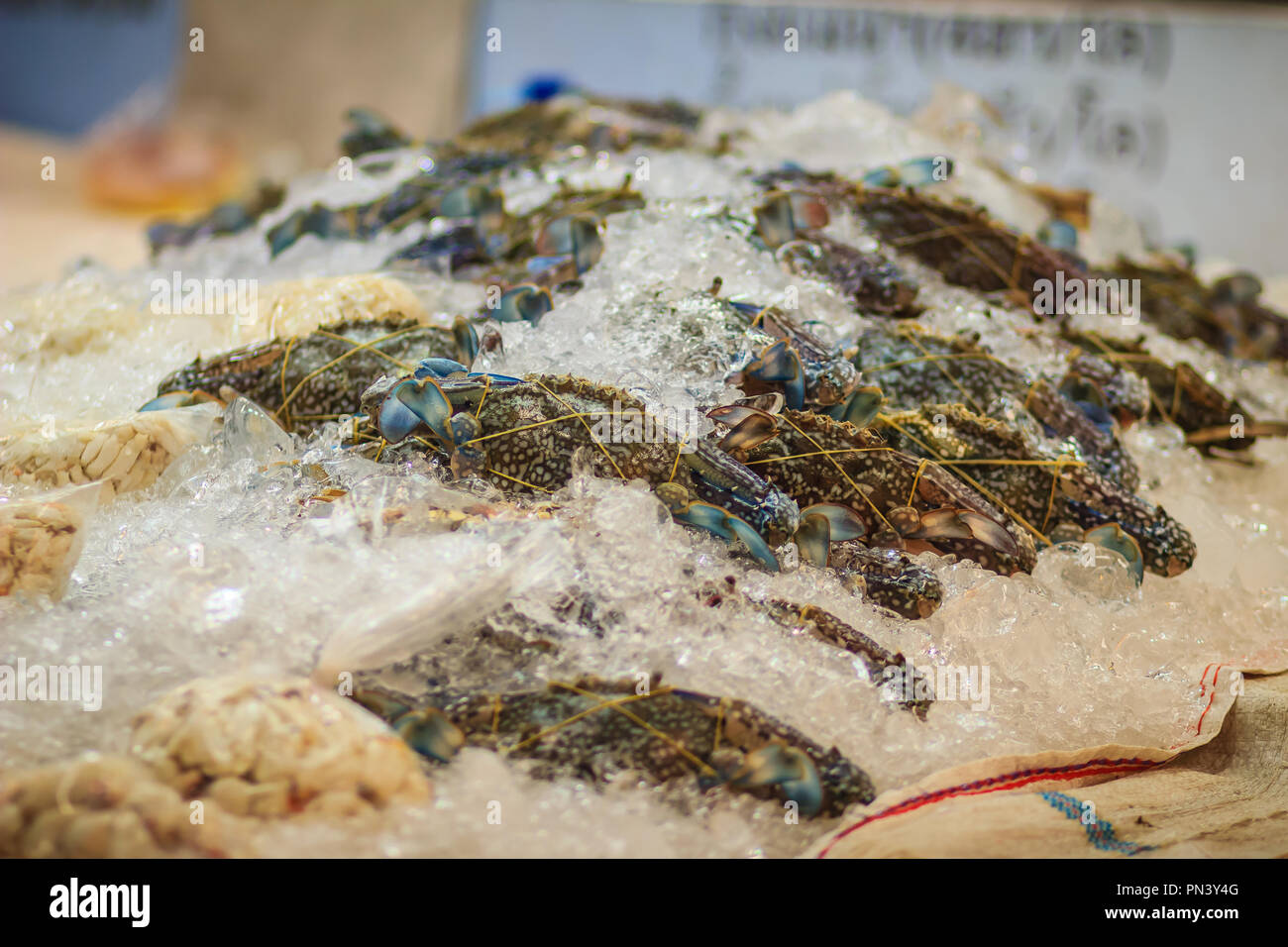 Portunus pelagicus hi-res stock photography and images - Alamy