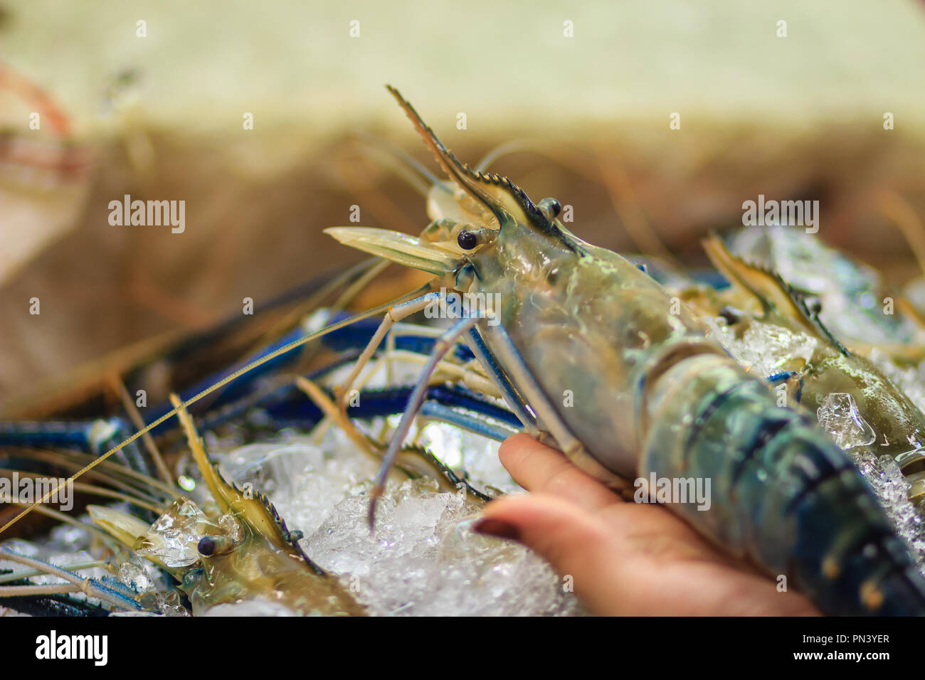 Extra large size of giant malaysian prawn (Macrobrachium rosenbergii ...