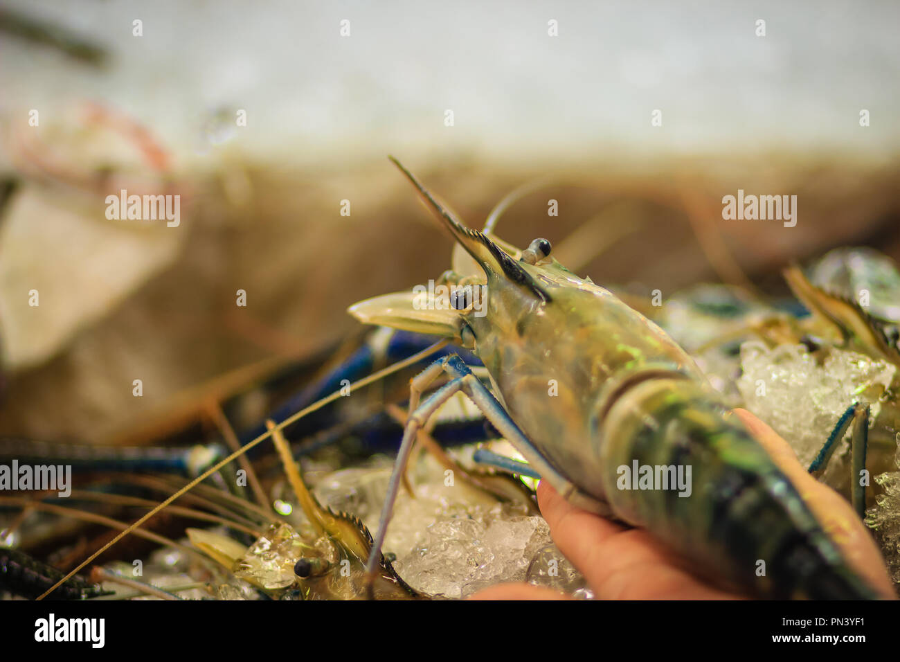 Extra large size of giant malaysian prawn (Macrobrachium rosenbergii ...