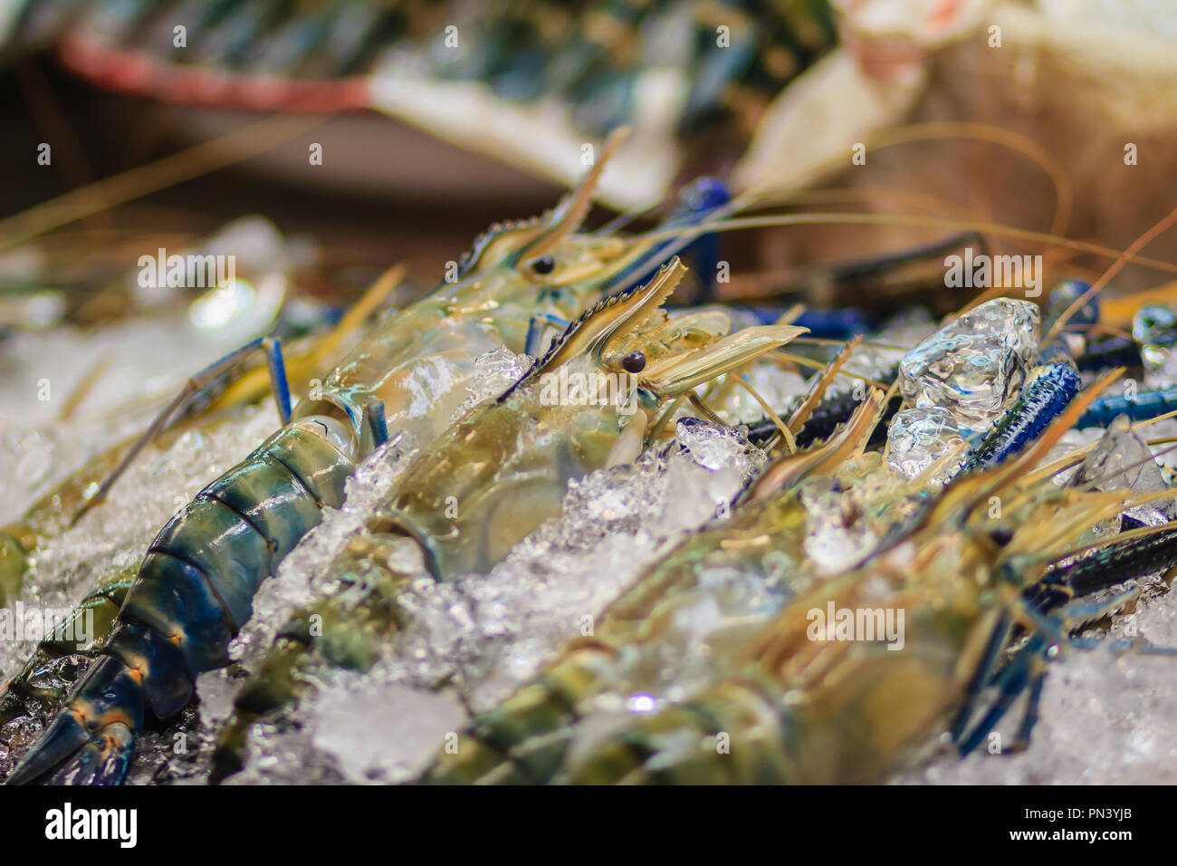 Extra large size of giant malaysian prawn (Macrobrachium rosenbergii ...