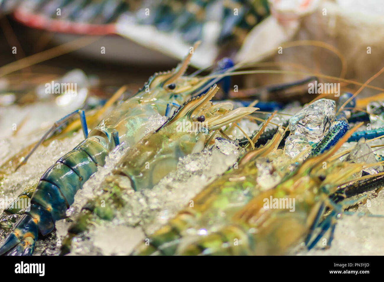 Extra large size of giant malaysian prawn (Macrobrachium rosenbergii ...