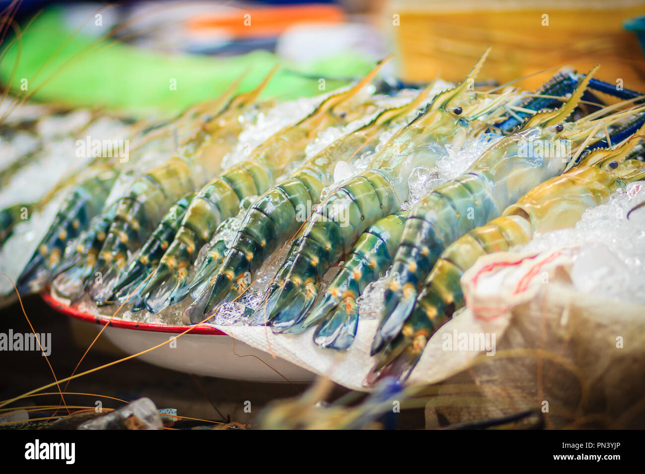 Extra large size of giant malaysian prawn (Macrobrachium rosenbergii ...