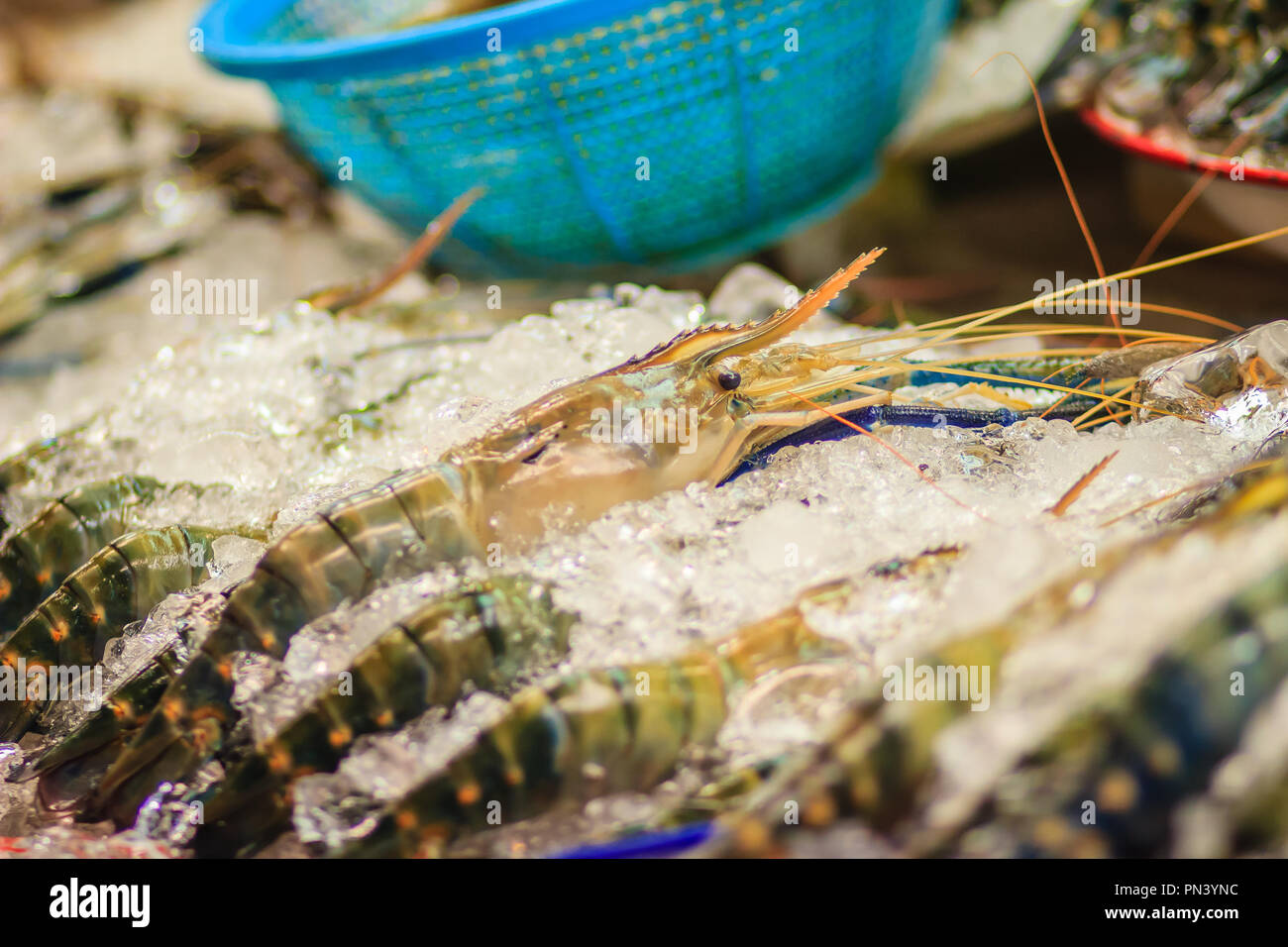 Extra large size of giant malaysian prawn (Macrobrachium rosenbergii ...