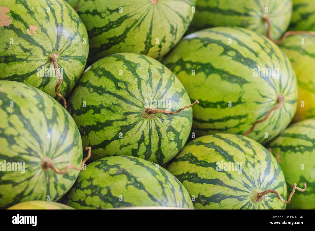 Many big sweet green watermelons background. Extra jumbo size of ...