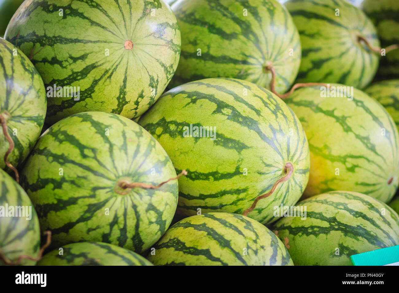 Many big sweet green watermelons background. Extra jumbo size of ...