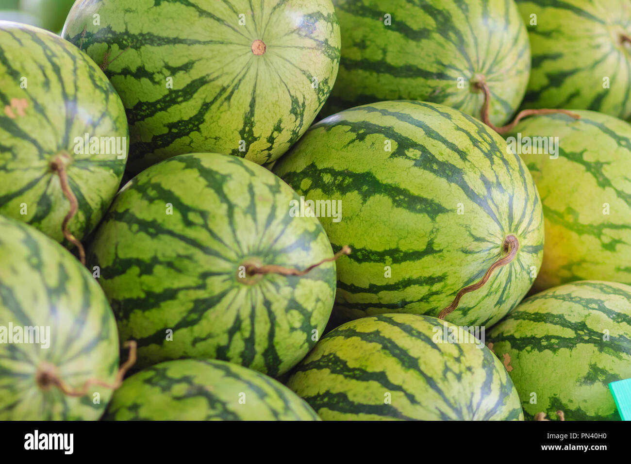Many big sweet green watermelons background. Extra jumbo size of ...
