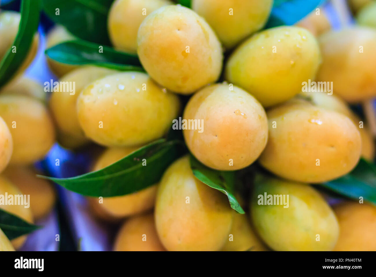 Plango fruit or Marian Plum, famous tropical fruit in Thailand for sale ...
