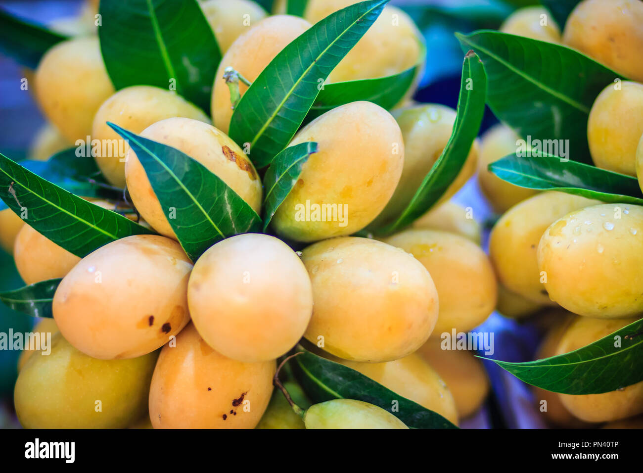 Plango fruit or Marian Plum, famous tropical fruit in Thailand for sale ...