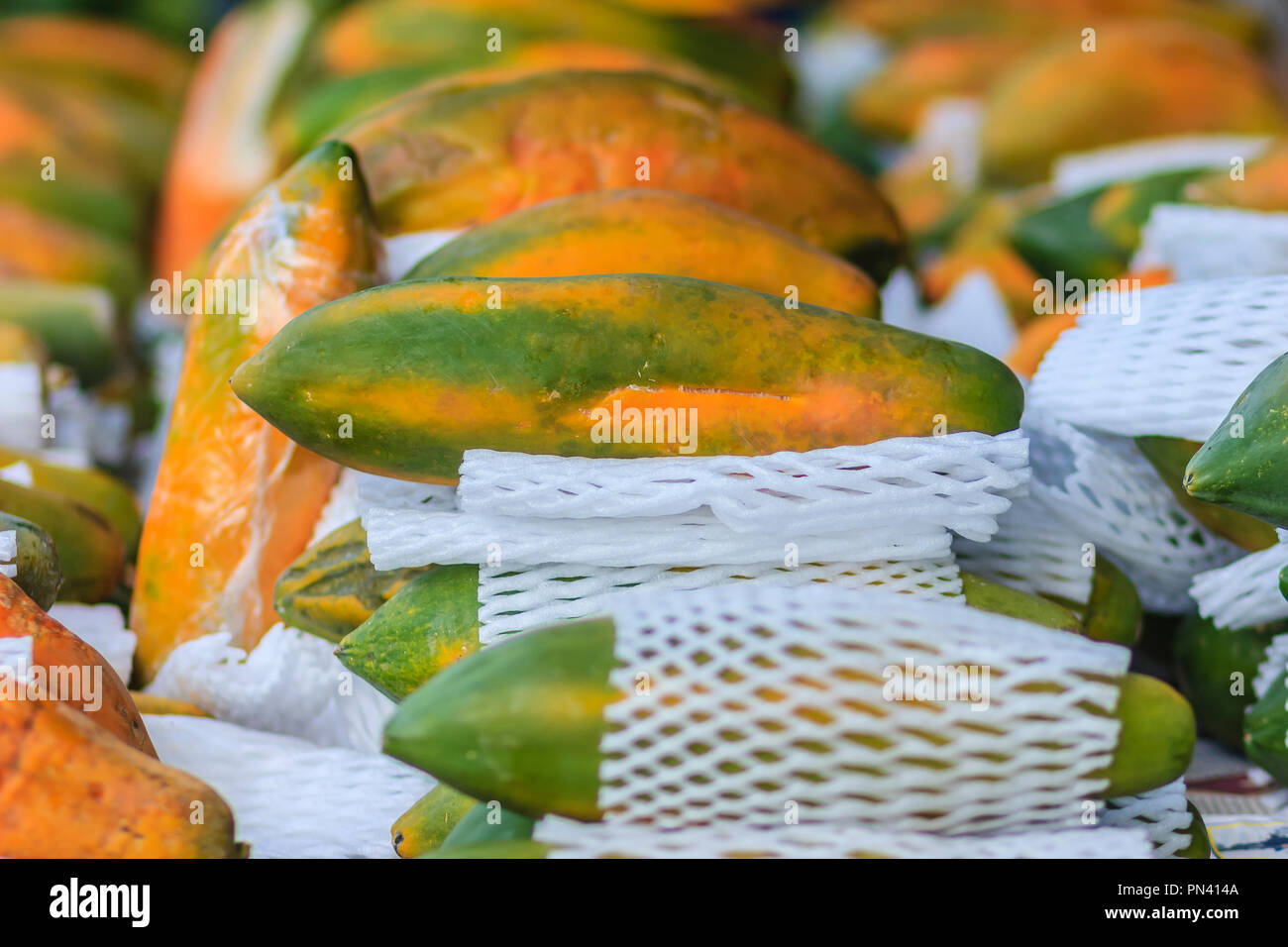Extra jumbo size of ripe big yellow papaya fruit wrapped in protective ...