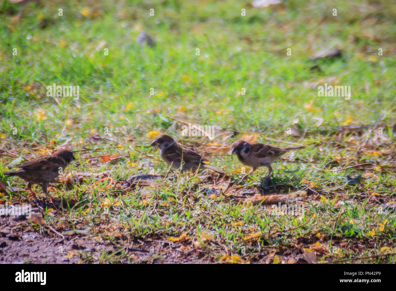 Chestnut cheek patch hi-res stock photography and images - Alamy