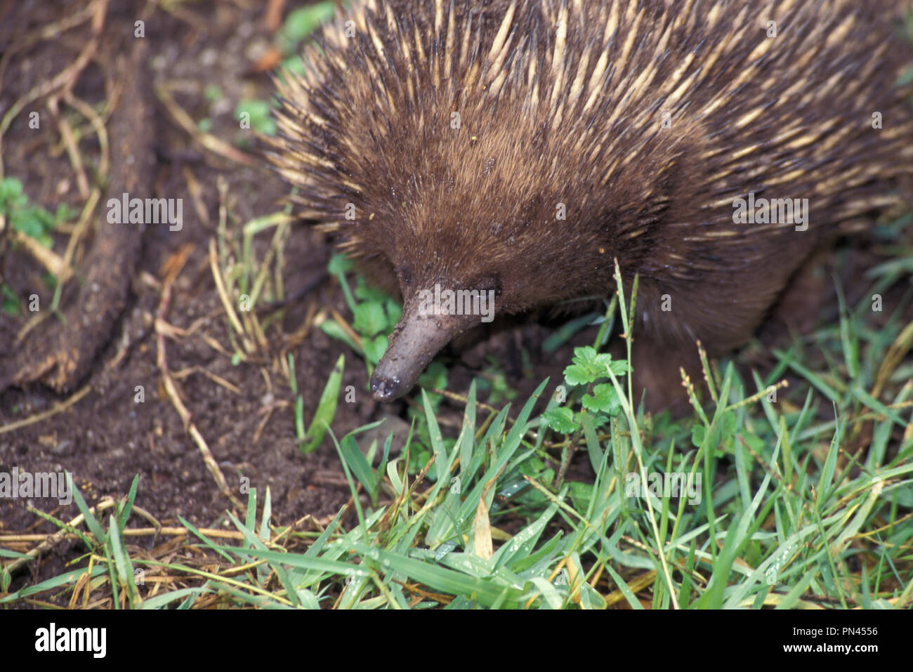 NOT 1048330 ECHIDNA OR SPINY ANTEATER Tachyglossus aculeatus Australia ...
