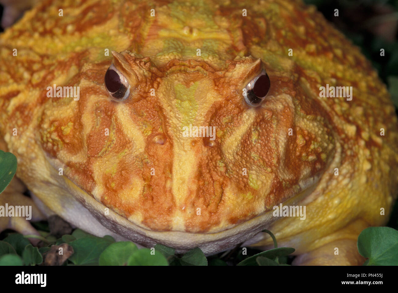 Albino Ornate Pacman Frog