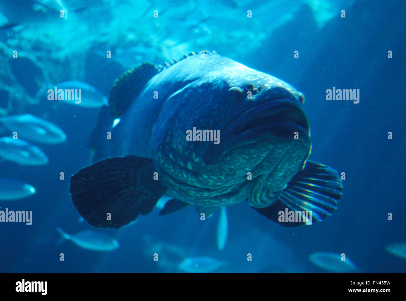 NOT 1083514 WARSAW GROUPER OR JEWFISH Epinephelus itajara aka Atlantic ...