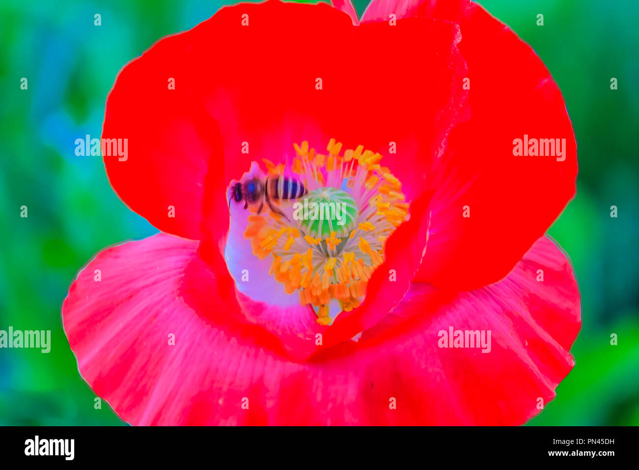 Papaver rhoeas, common names include common, corn, corn rose, field ...