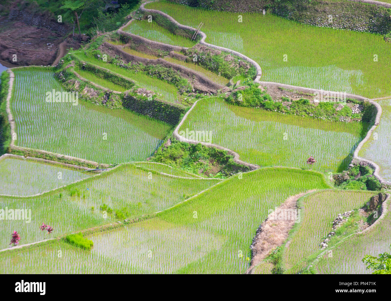 View of rice terraces fields in Banaue, Philippines Stock Photo - Alamy