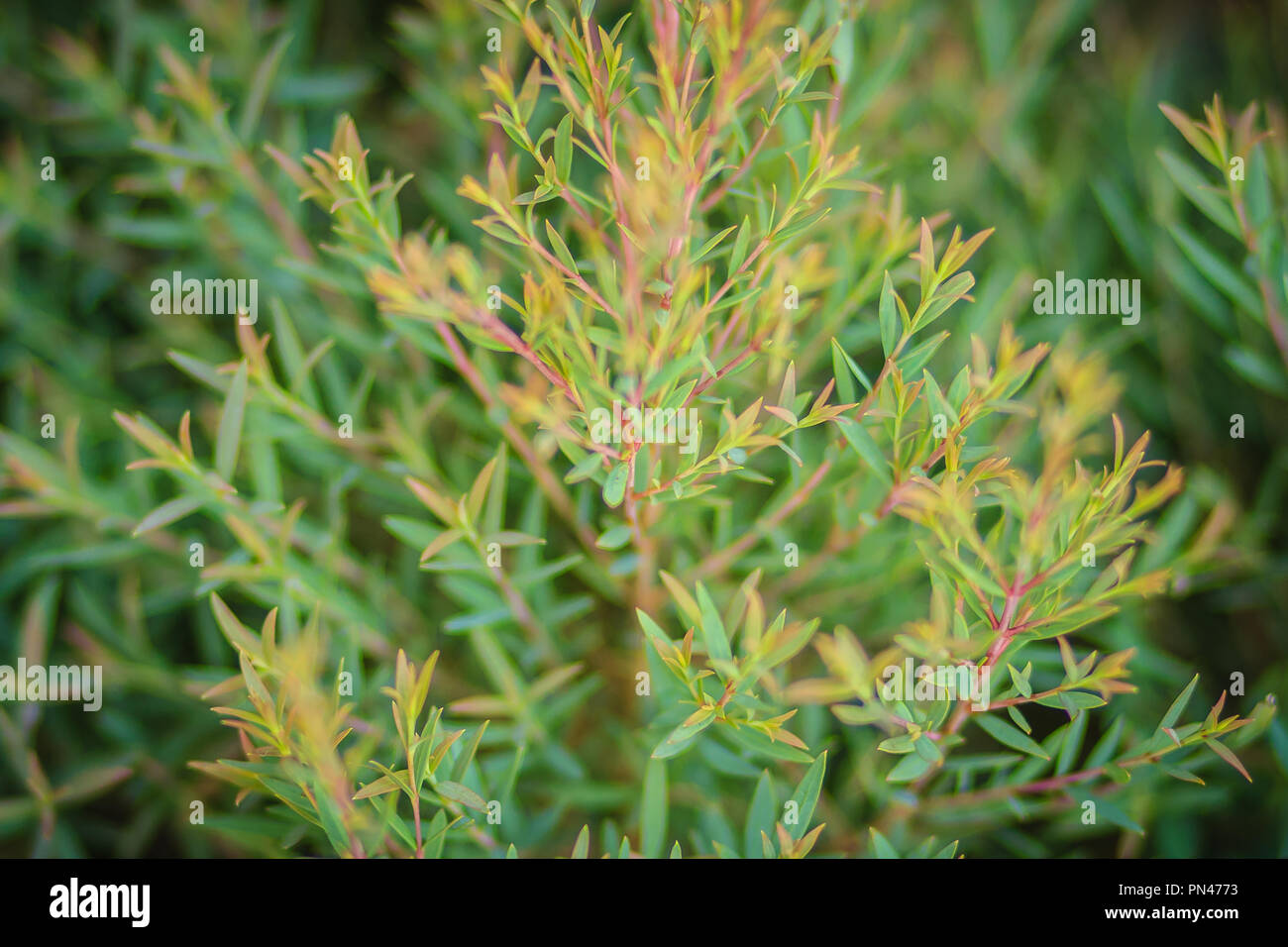 Green Common juniper (Juniperus communis) tree bush in the garden ...