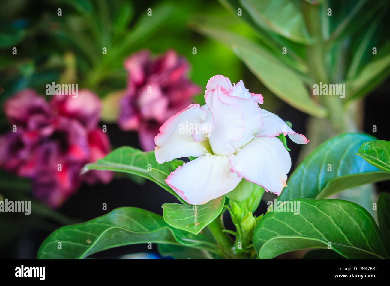 Beautiful hybrid Adenium Obesum (Desert rose) white layers flower for ...