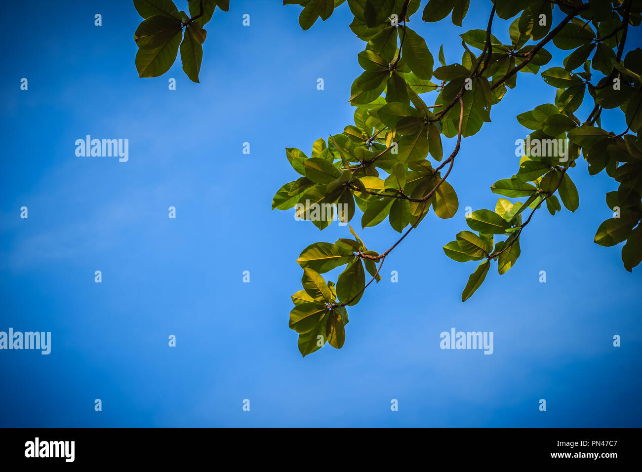 Green leaves background of Terminalia catappa tree on blue sky. It is ...