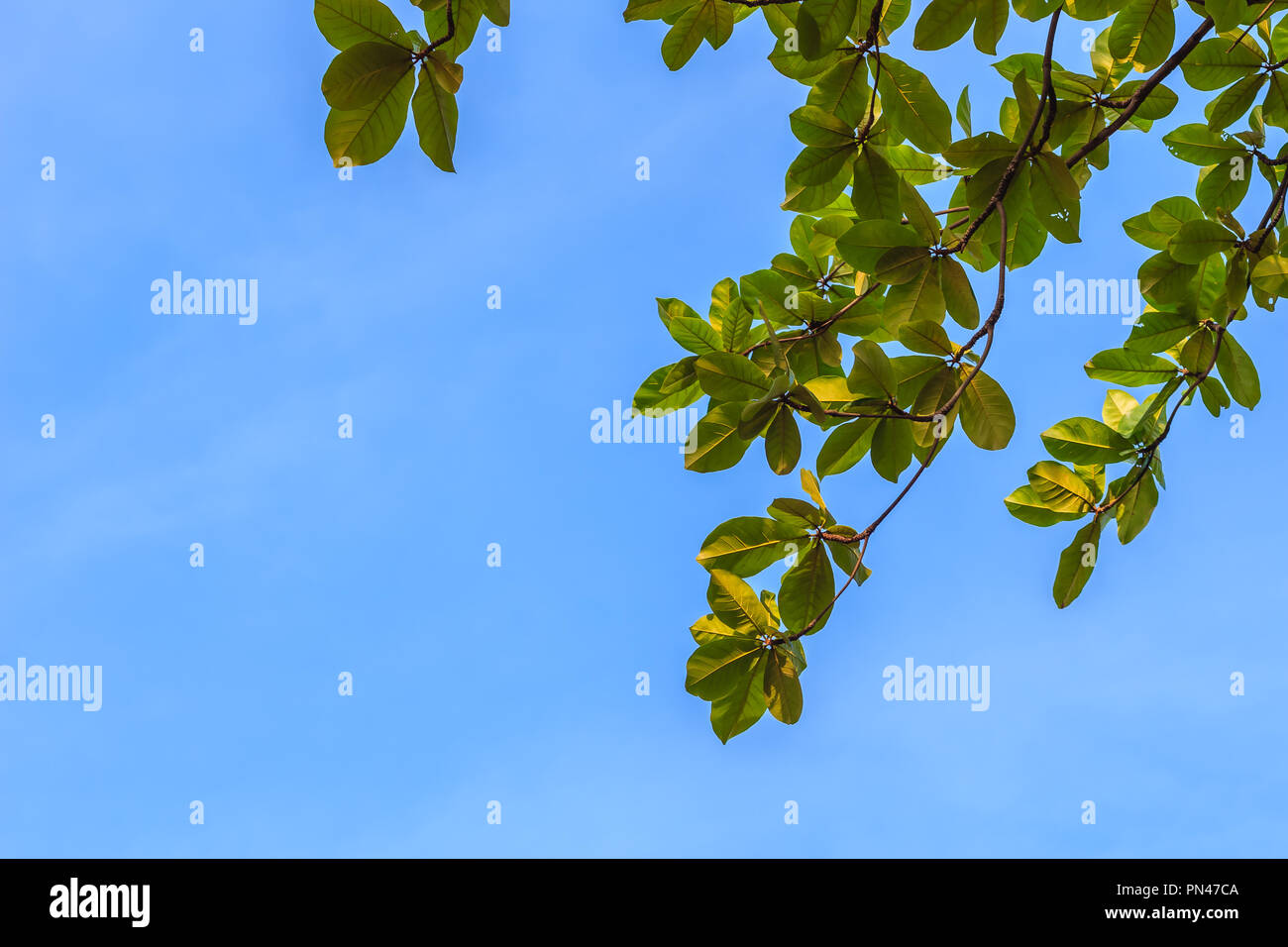 Indian olive tree leaves hi-res stock photography and images - Alamy