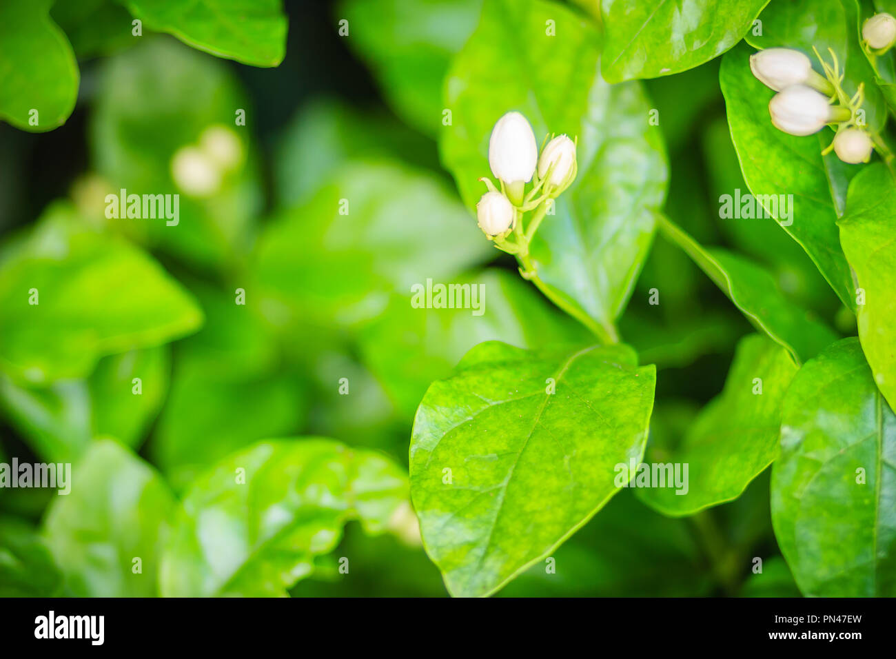 Cluster of budding jasmine flower in the green garden background ...