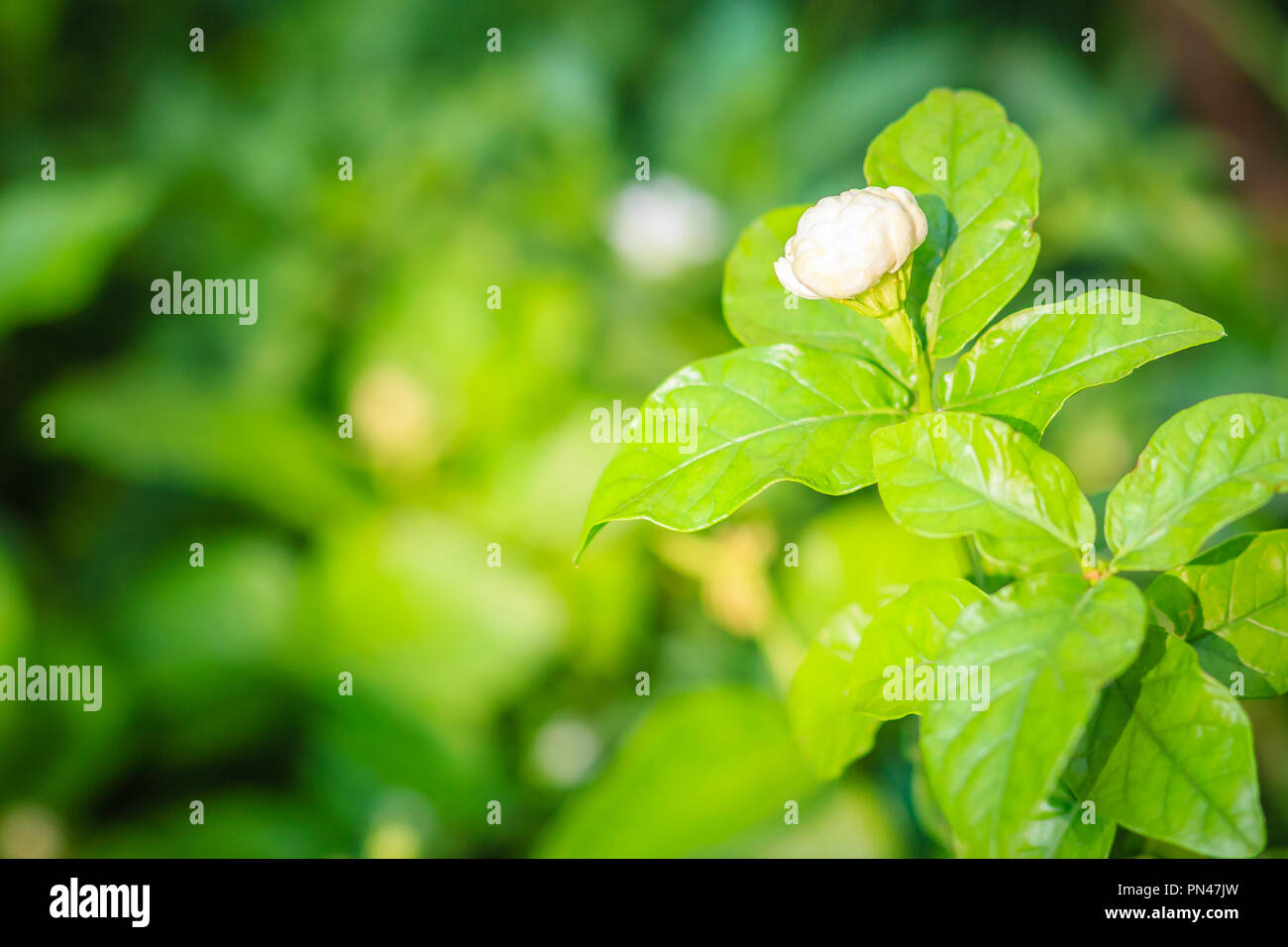 Cluster of budding jasmine flower in the green garden background ...