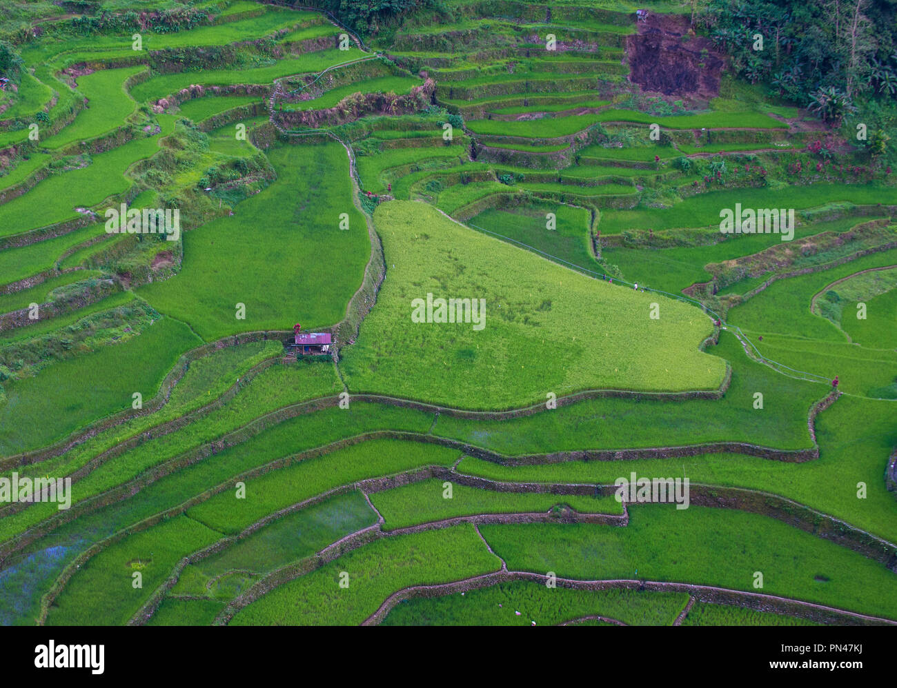 View of rice terraces fields in Banaue, Philippines Stock Photo - Alamy