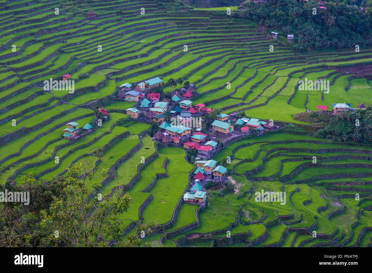 View of rice terraces fields in Banaue, Philippines Stock Photo - Alamy