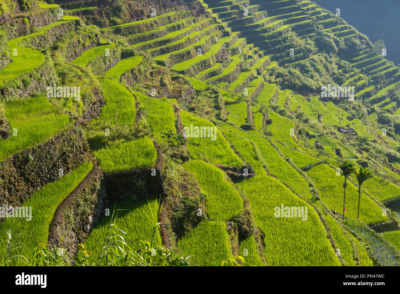 View of rice terraces fields in Banaue, Philippines Stock Photo - Alamy