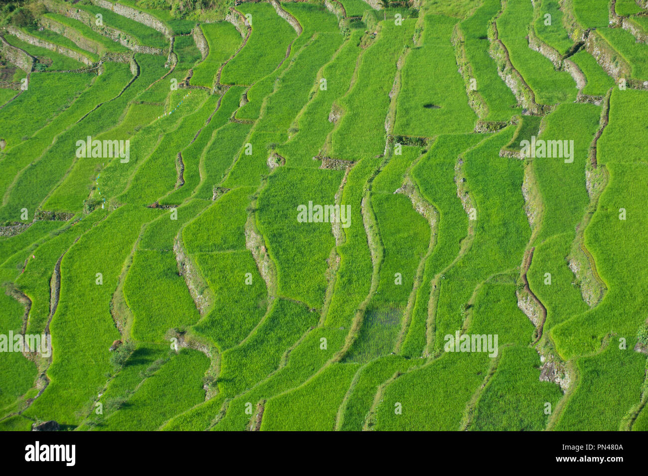 View of rice terraces fields in Banaue, Philippines Stock Photo - Alamy