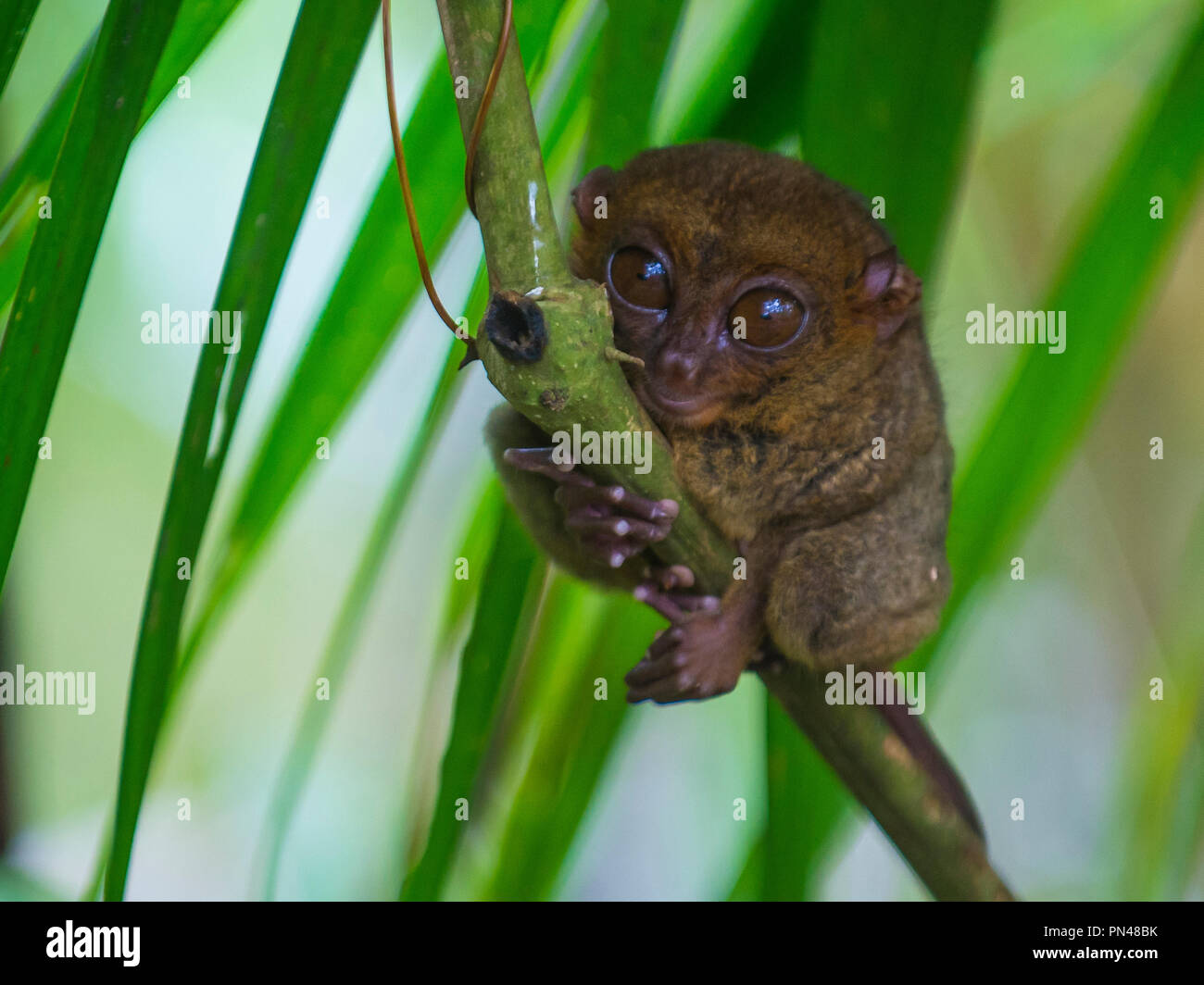 Tarsier in Bohol island Philippines, Tarsier is the world's smallest ...