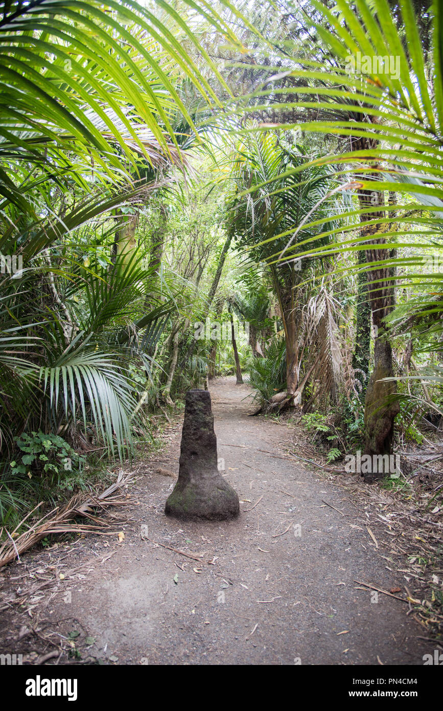 Track through the tropical flora in the stunning rainforest in ...