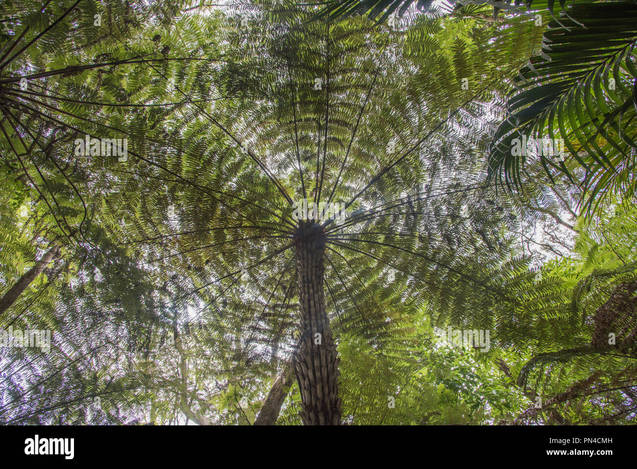 Low angle view of stunning fern growth in the rainforest in Waitakere ...