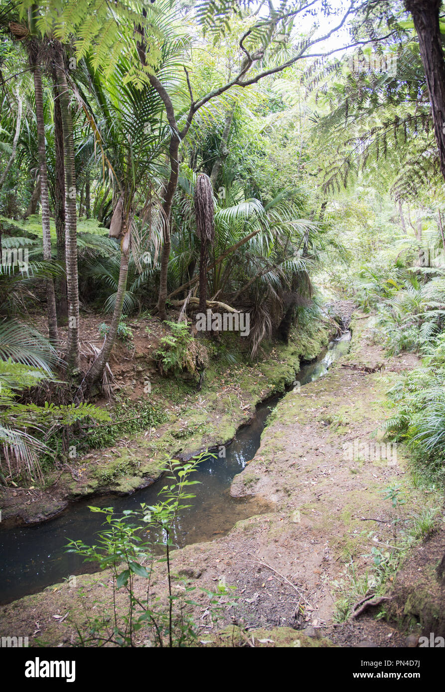 Narrow stream flowing through the lush, tropical flora in the ...