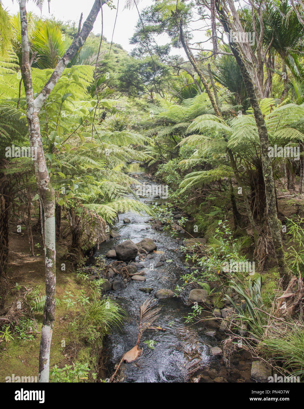 Remote stream flowing through the lush, tropical flora in the ...