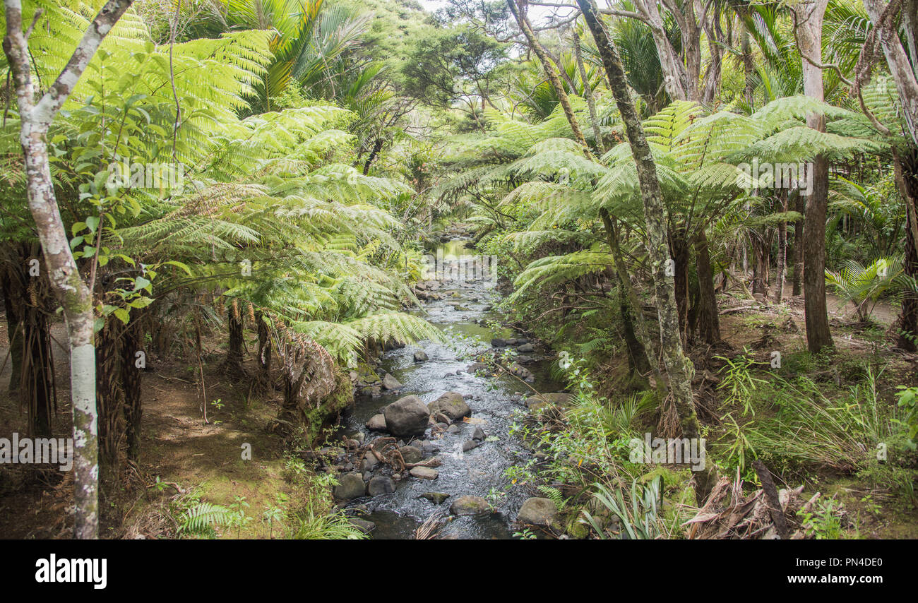 Auckland creek hi-res stock photography and images - Alamy
