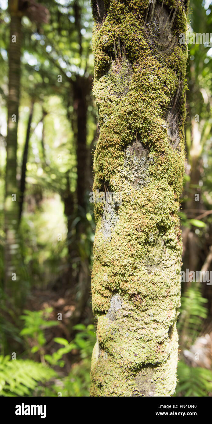 Pattern of moss growth in the stunning forest in Waitakere, Auckland ...