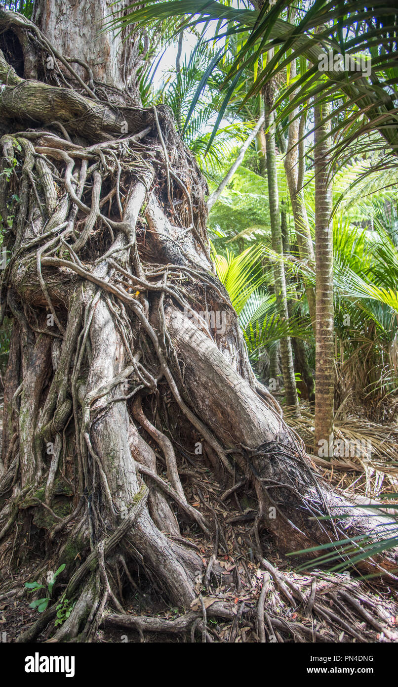 Tropical flora in the stunning forest in Waitakere, Auckland, New ...