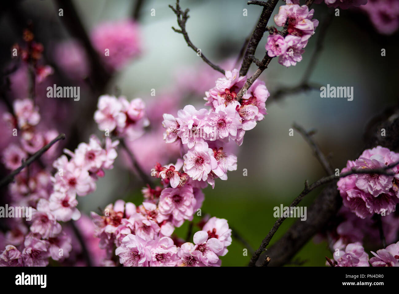 Beautiful cherry blossom on blurred background in Australia Stock Photo ...