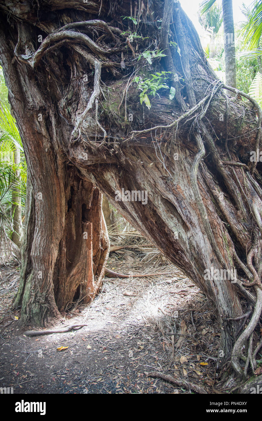 Tropical flora with buttressed tree base covered in roots in the ...