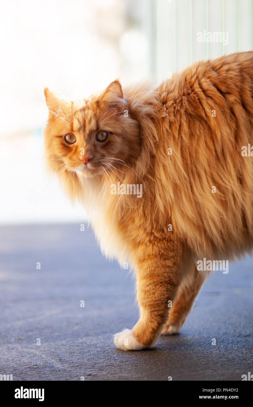 Ginger cat looking intensely - vertical image Stock Photo - Alamy