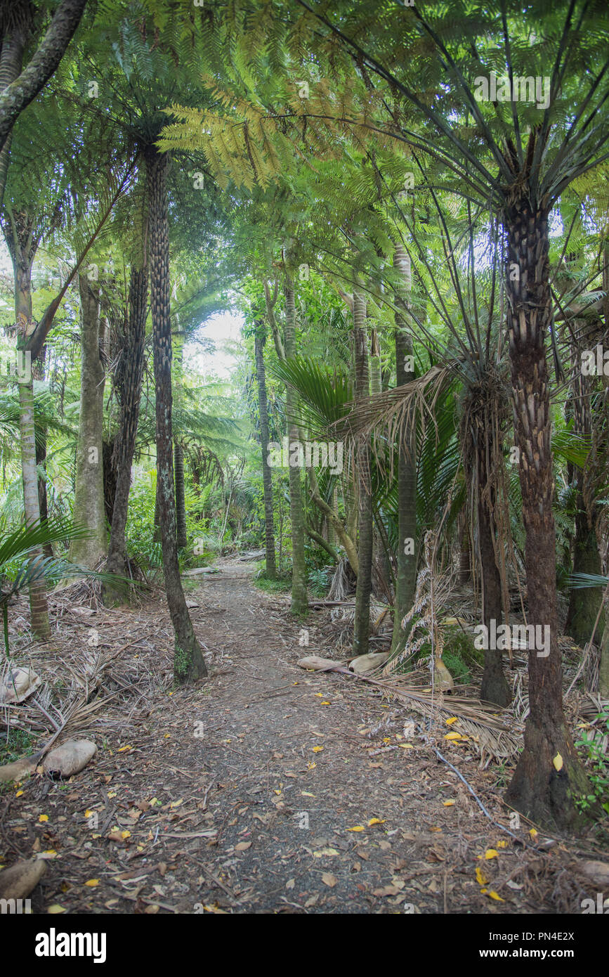 Tropical flora along remote dirt footpath in the stunning forest in ...