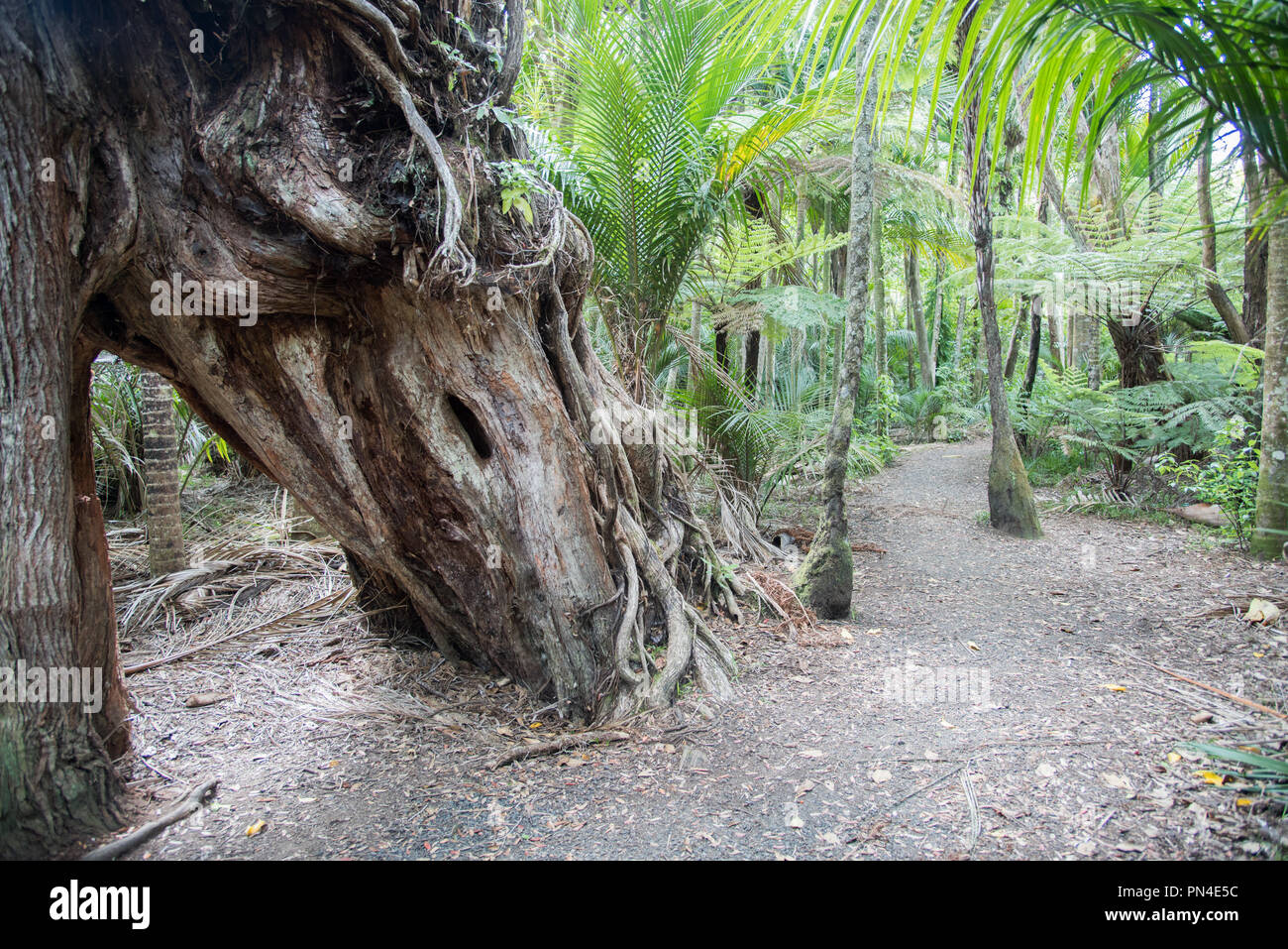 Unique roots covering tropical tree base in natural forest growth in ...