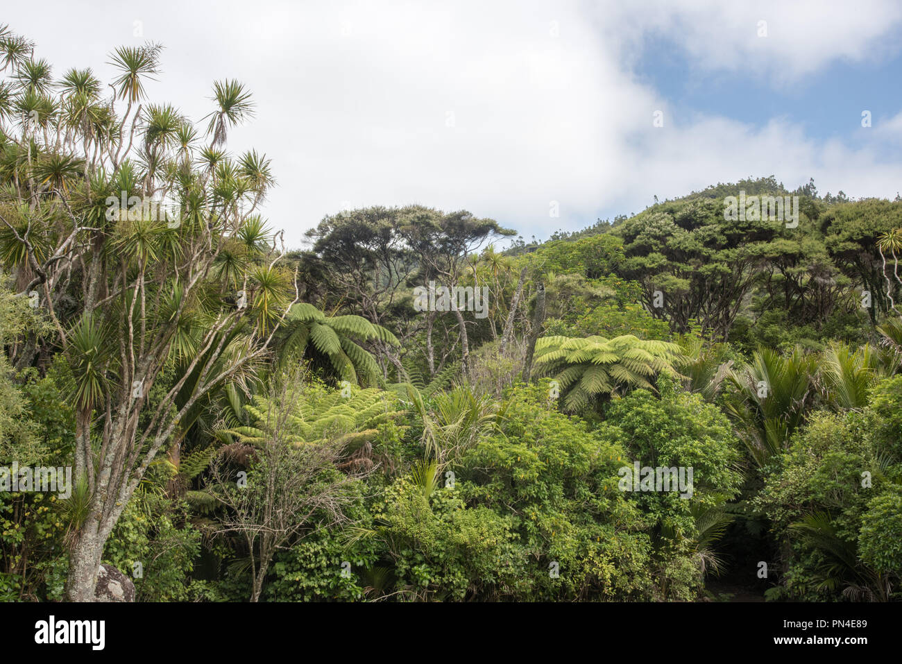 Tropical flora in the stunning forest in Waitakere, Auckland, New ...