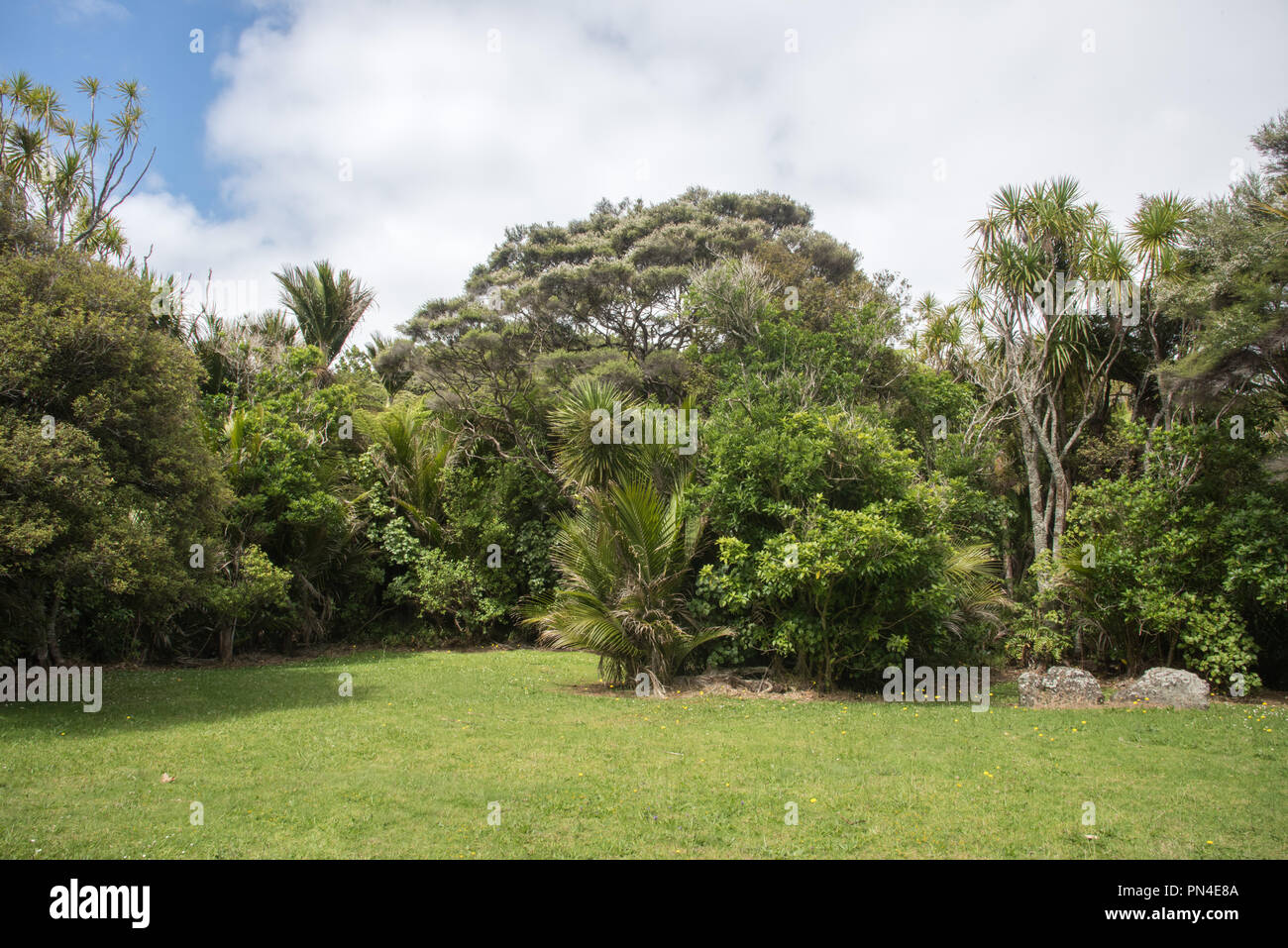 Grass area with lush greenery in the tropical rainforest landscape in ...