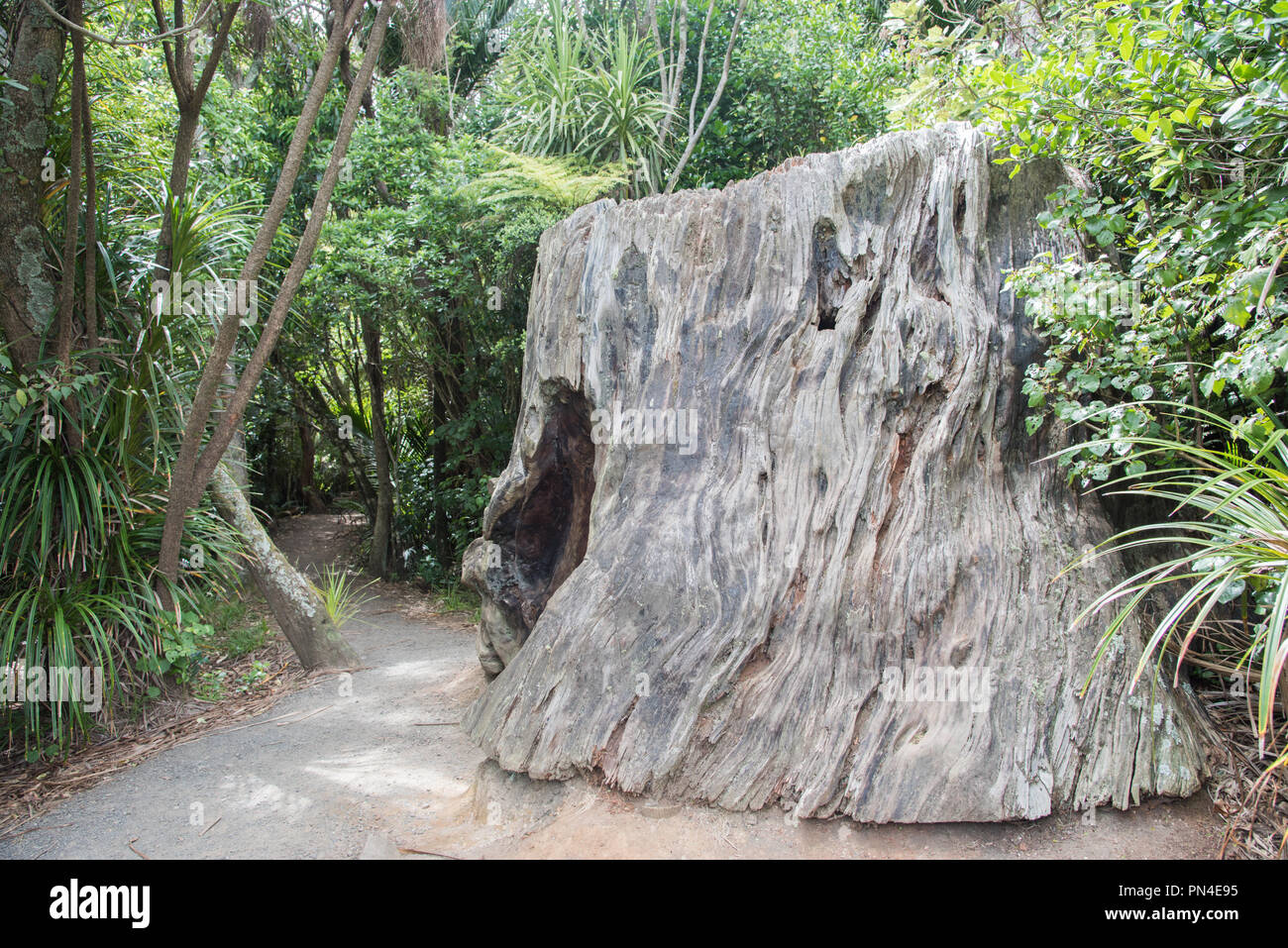 Large old tree base with buttressed hole to walk through in the ...
