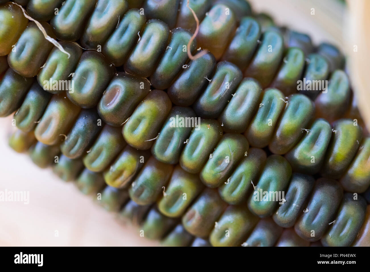 Close up of corn with dark green grain Stock Photo - Alamy